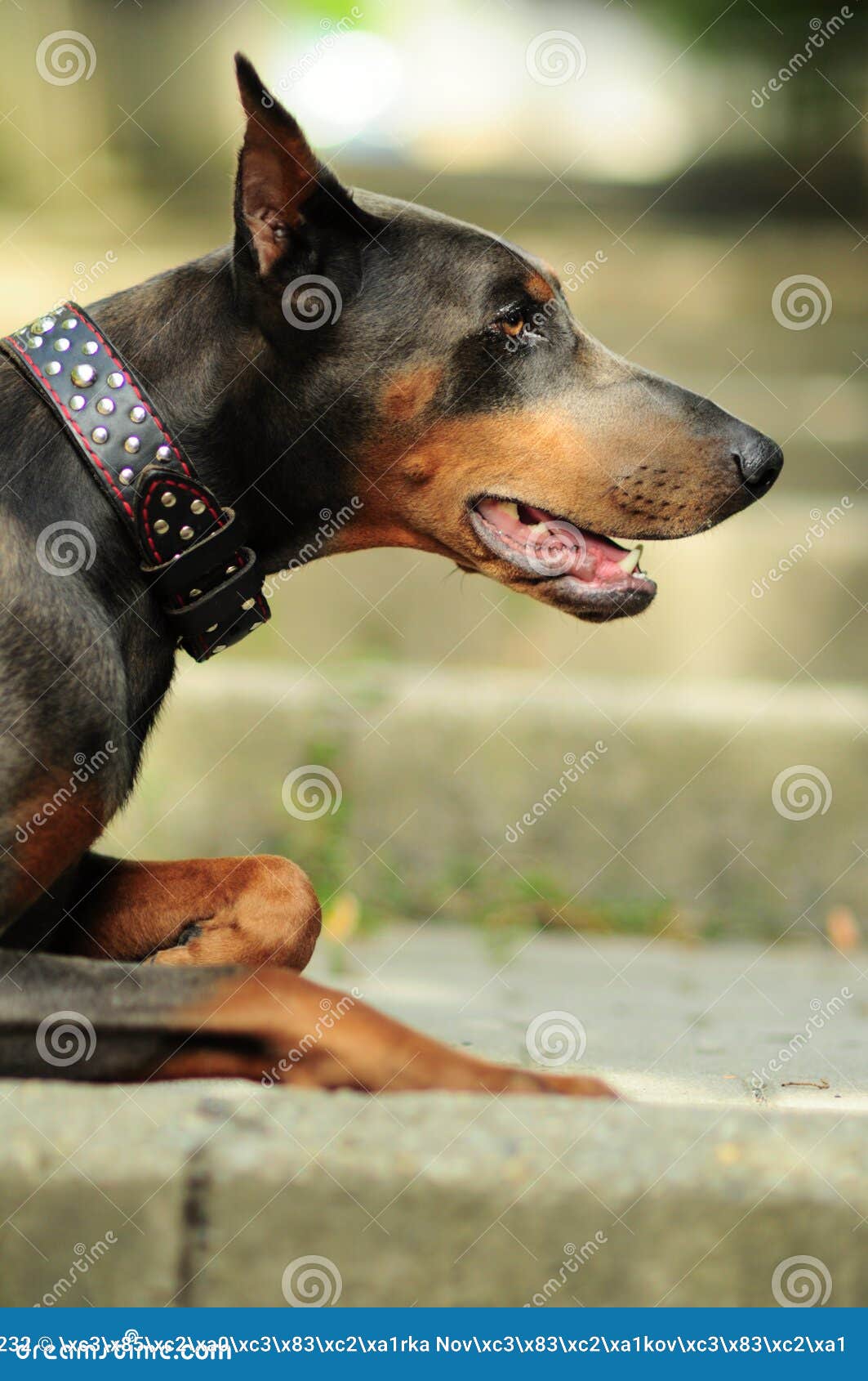 Pincher azul del doberman foto de archivo. Imagen de bozal - 10702232