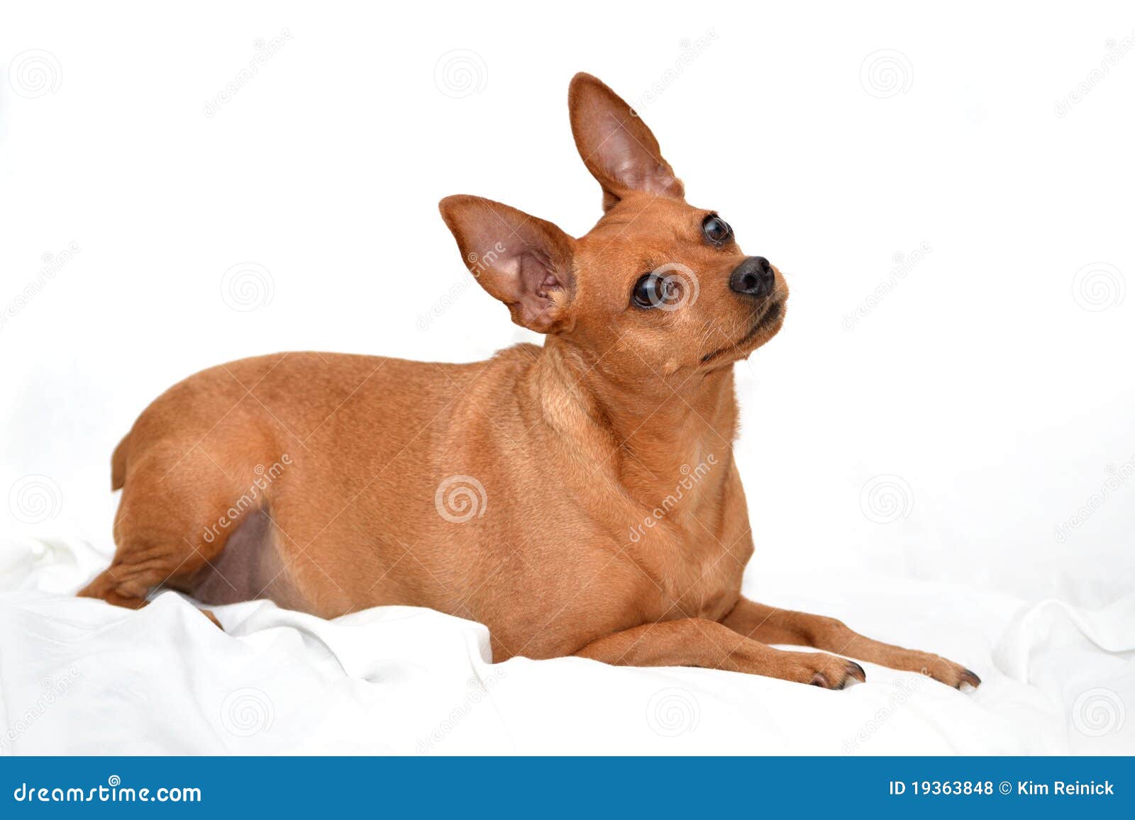 Pincher diminuto foto de stock. Imagem de descida, colocar - 19363848