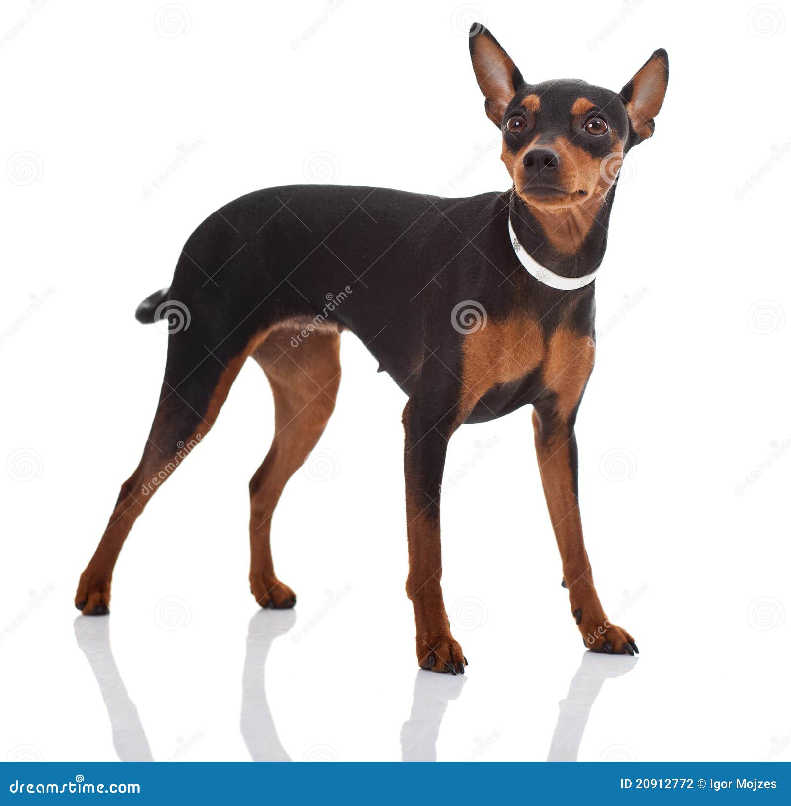 Pincher diminuto foto de stock. Imagem de diminuto, tiro - 20912772