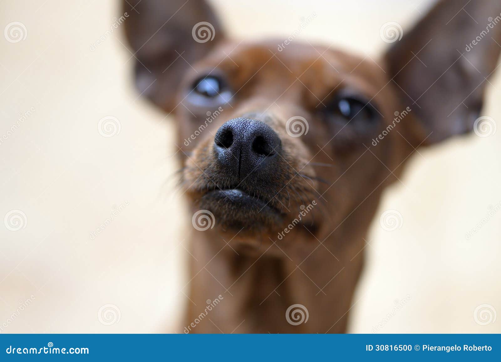 Pincher dog breed stock photo. Image of cute, puppy, isolated - 30816500