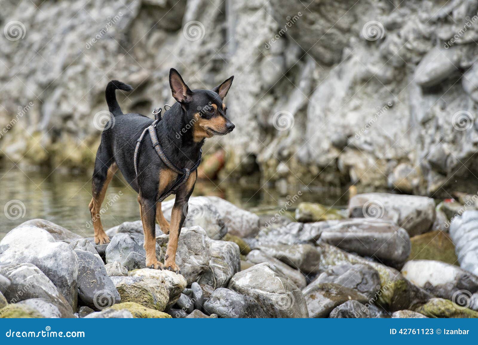 Pincher dog playing stock image. Image of small, animal - 42761123