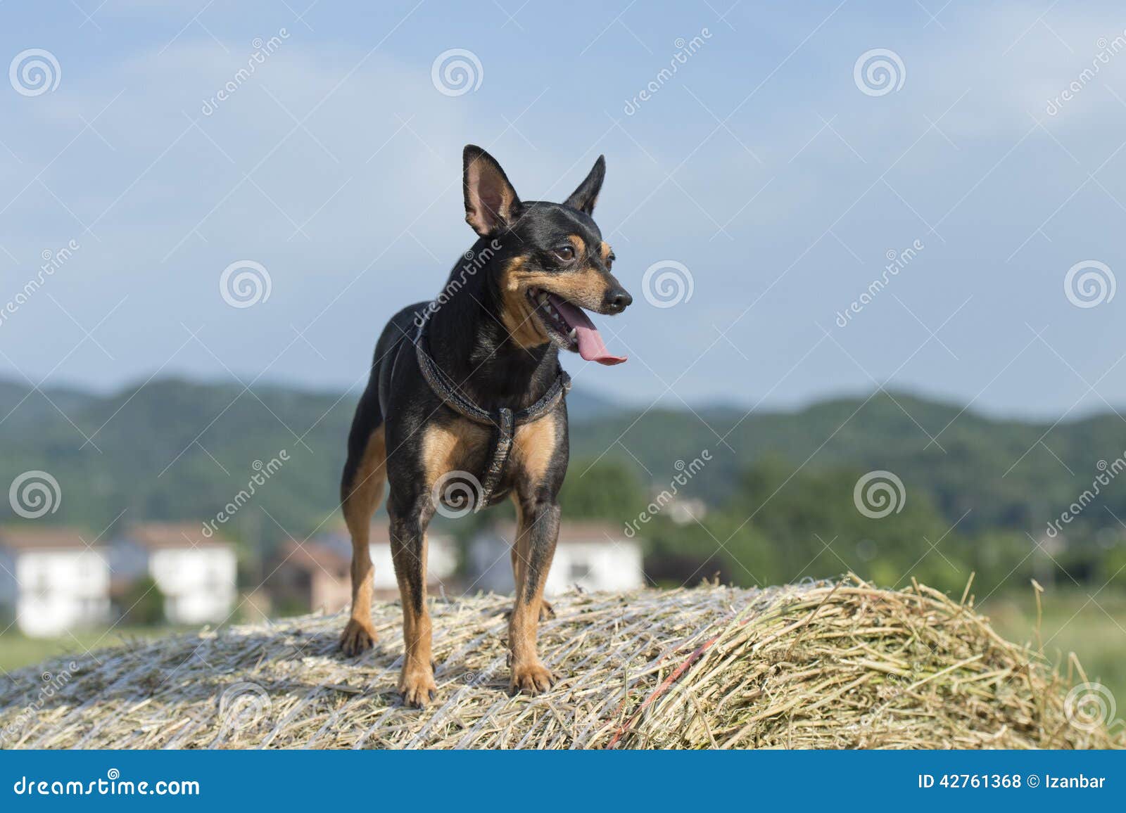 Pincher dog playing stock photo. Image of pincher, animal - 42761368
