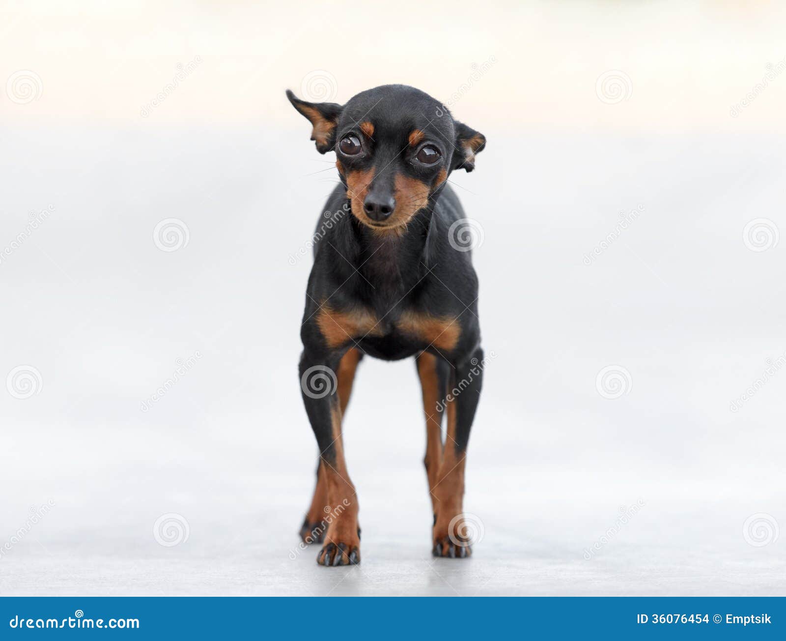 Pincher maschio Toy Dog fotografia stock. Immagine di allarme - 36076454