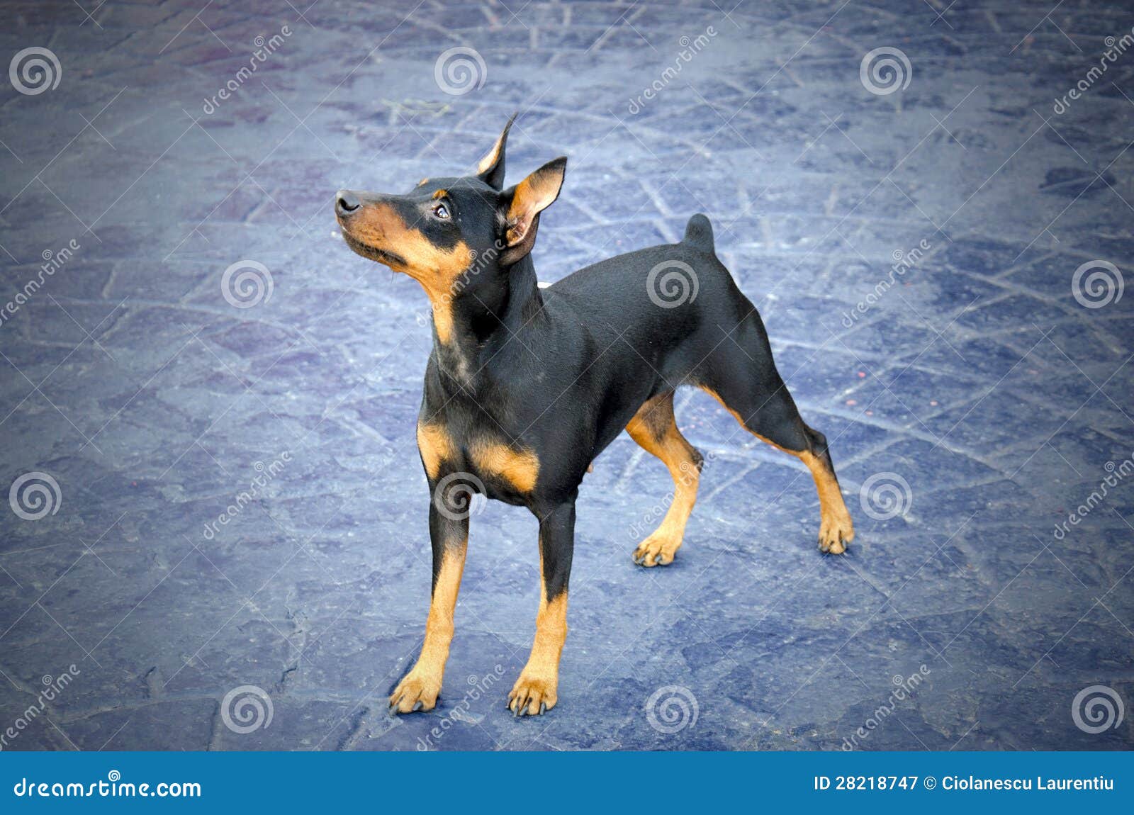 Pincher miniature image stock. Image du concret, fourrure - 28218747