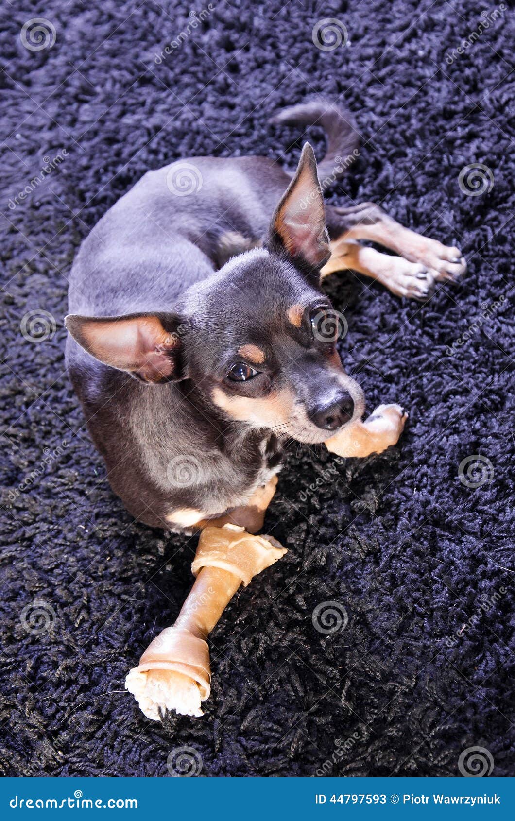 Pincher Toy Bone Stock Photos - Free & Royalty-Free Stock Photos from ...