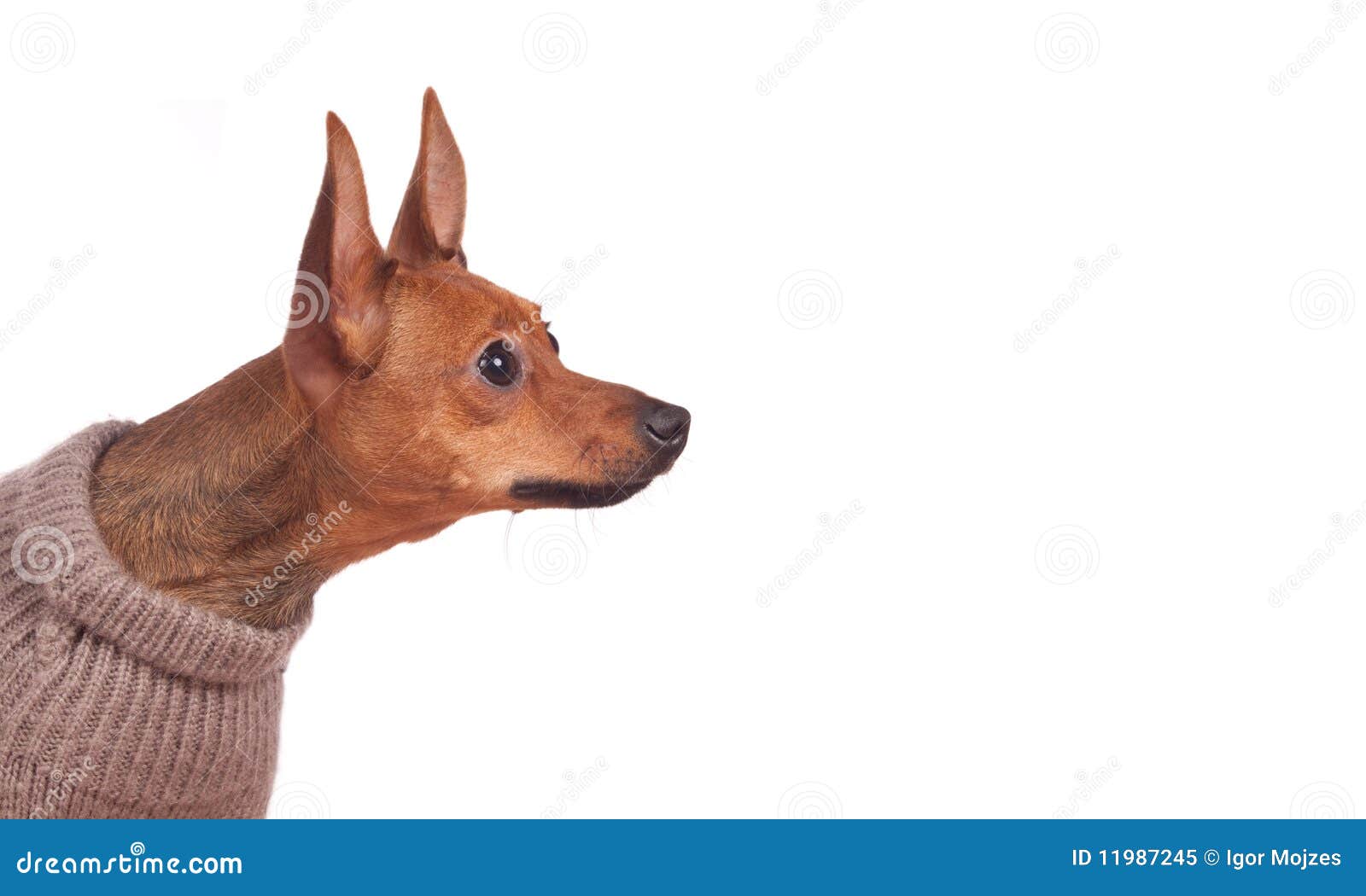 Pincher on white stock image. Image of small, sitting - 11987245