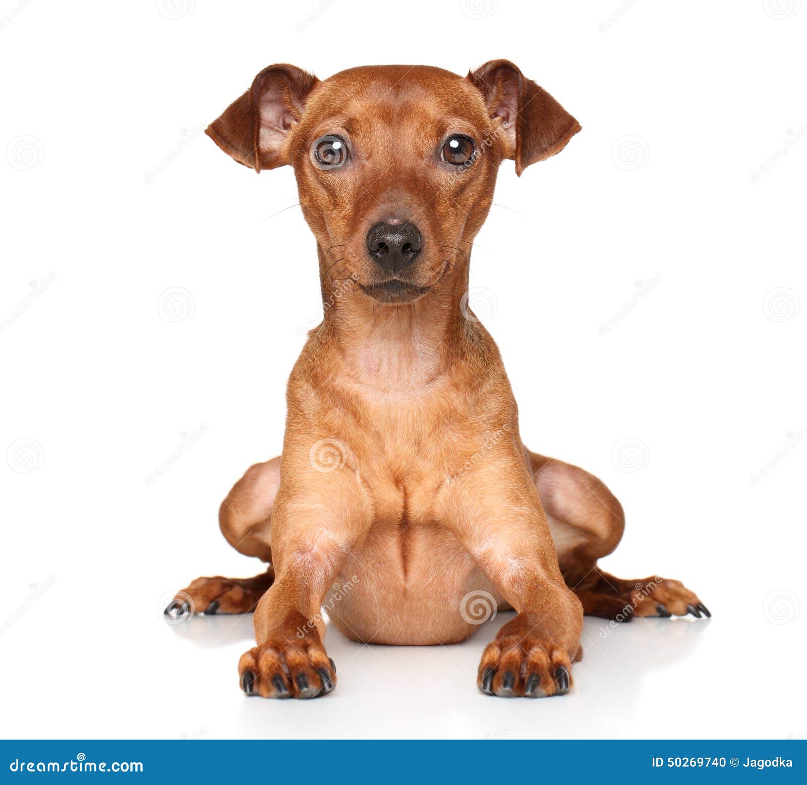 Pincher on White Background Stock Photo - Image of alertness, miniature ...