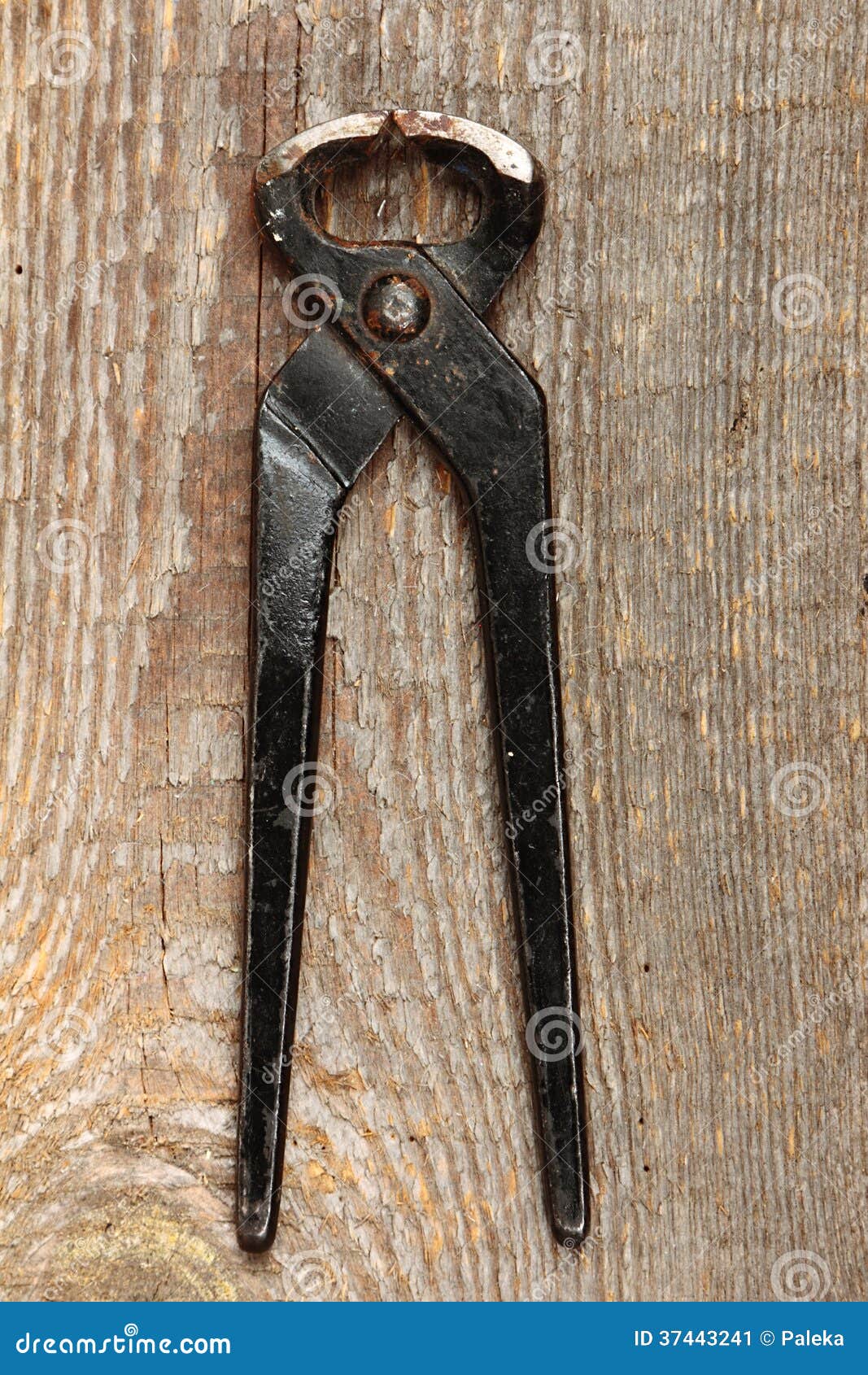 Pinchers obraz stock. Obraz złożonej z teksturowany, naturalny - 37443241