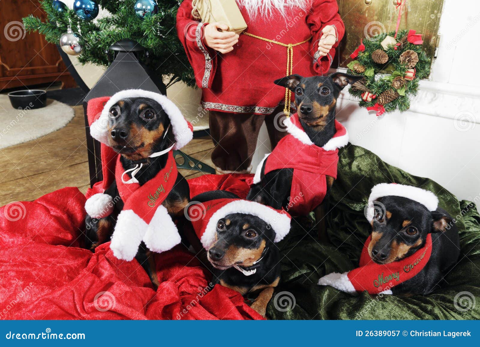 Pinchers, Pets Wishing Merry Christmas Stock Image - Image of ...
