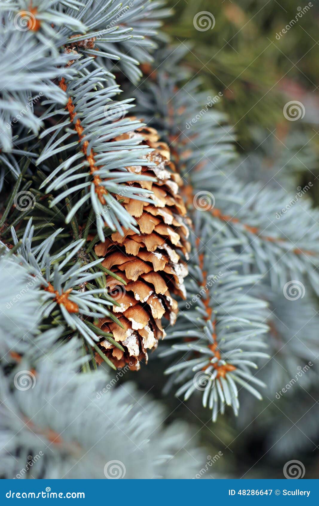 Pincone Tree Stock Photos - Free & Royalty-Free Stock Photos from ...