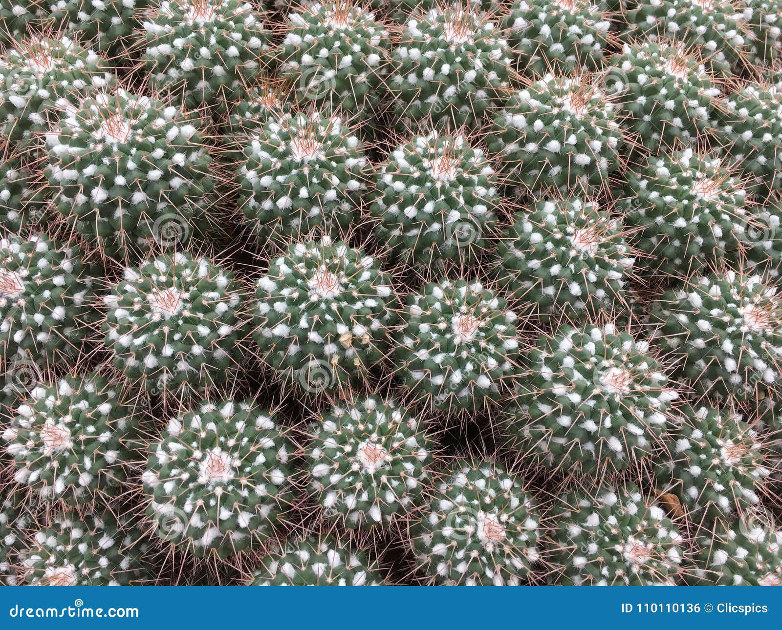Pincushion Cactus Close Up stock photo. Image of spikes - 110110136