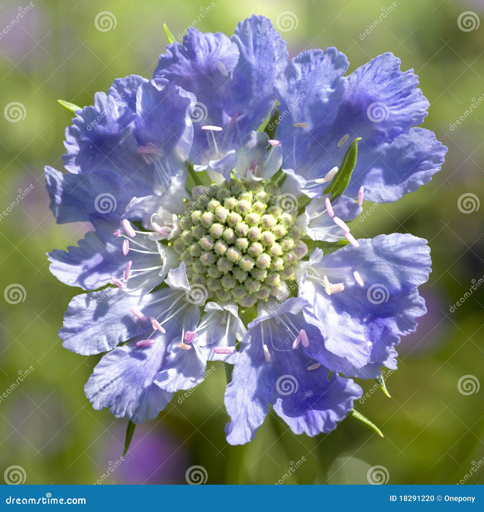 Pincushion Flower stock photo. Image of blossom, blue - 18291220