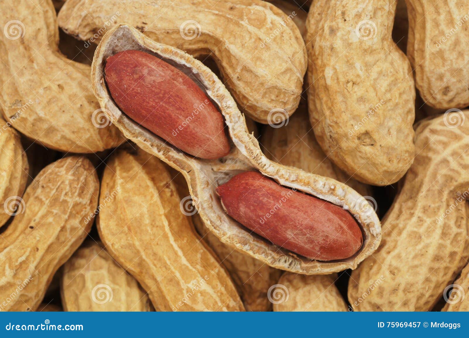 Pinda stock afbeelding. Image of pinda, schil, eetbaar - 75969457