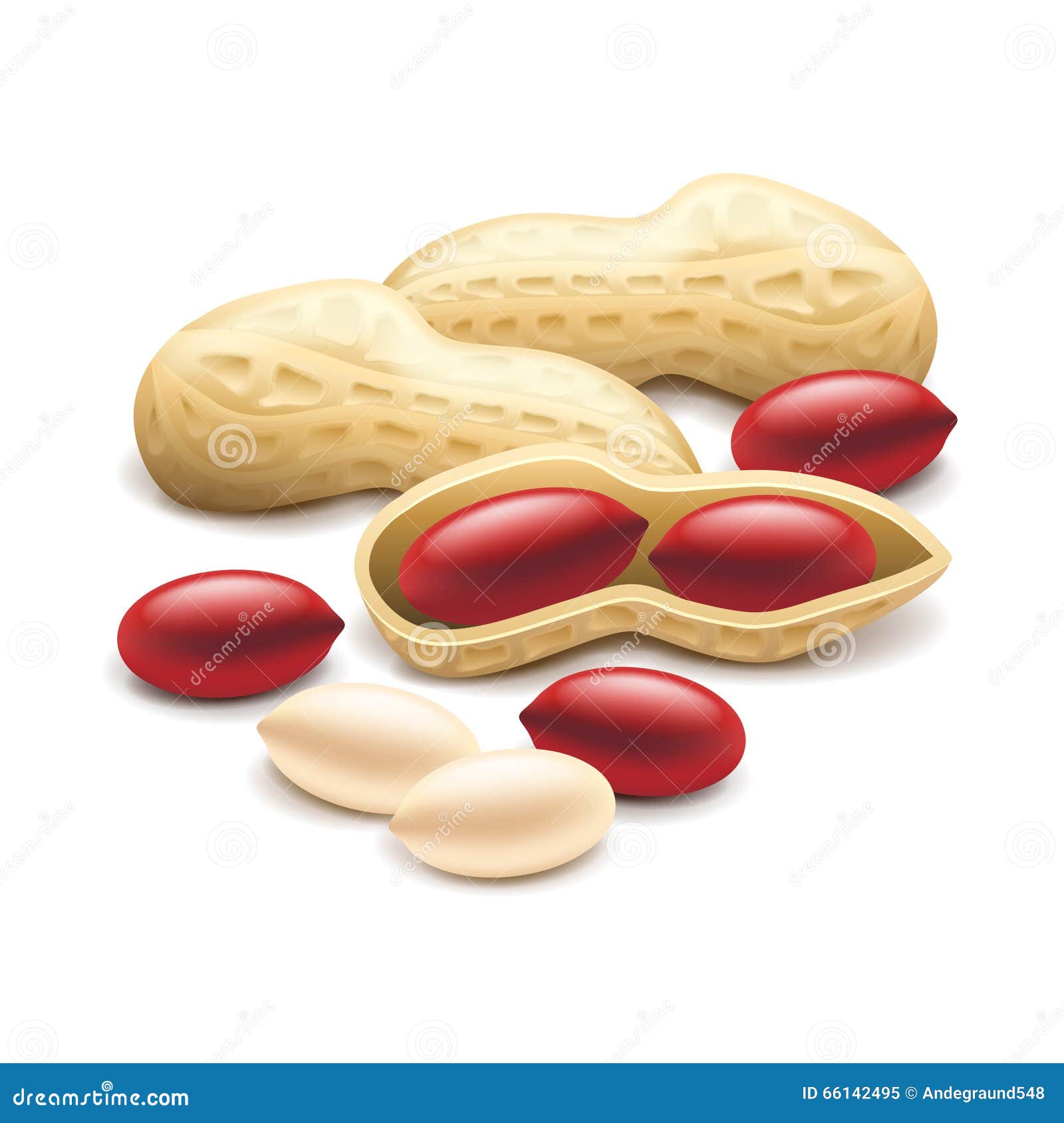 Pinda's op witte vector vector illustratie. Illustration of bruin ...