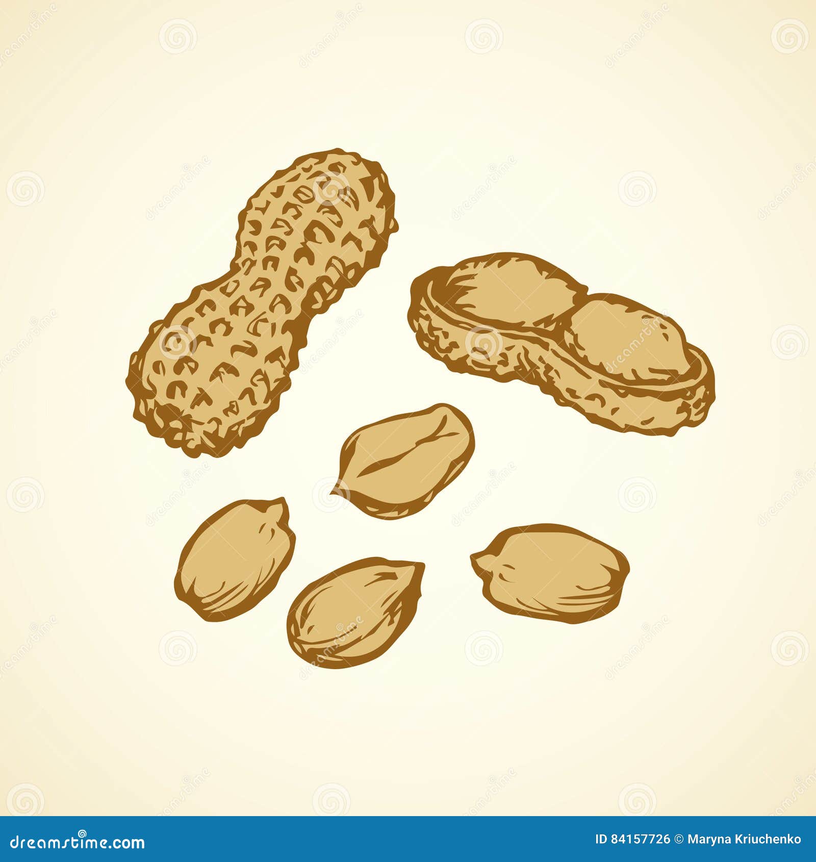 Pinda Vector tekening vector illustratie. Illustration of bruin - 84157726