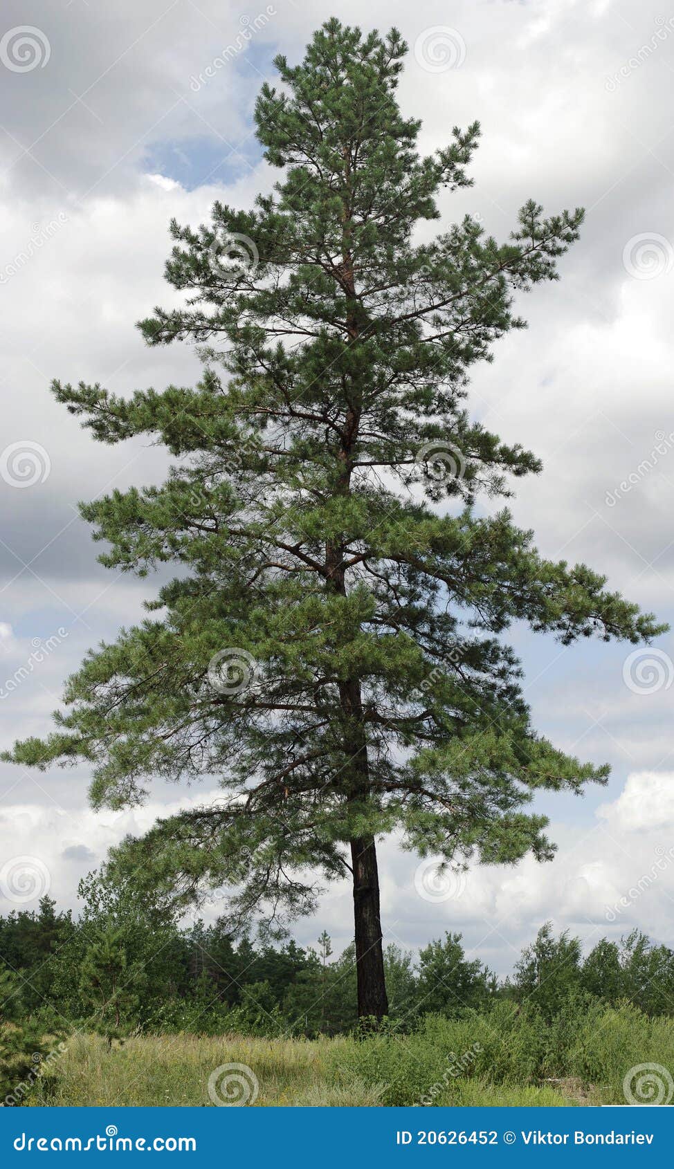 Pine stock photo. Image of pinewood, leaves, tree, christmas - 20626452