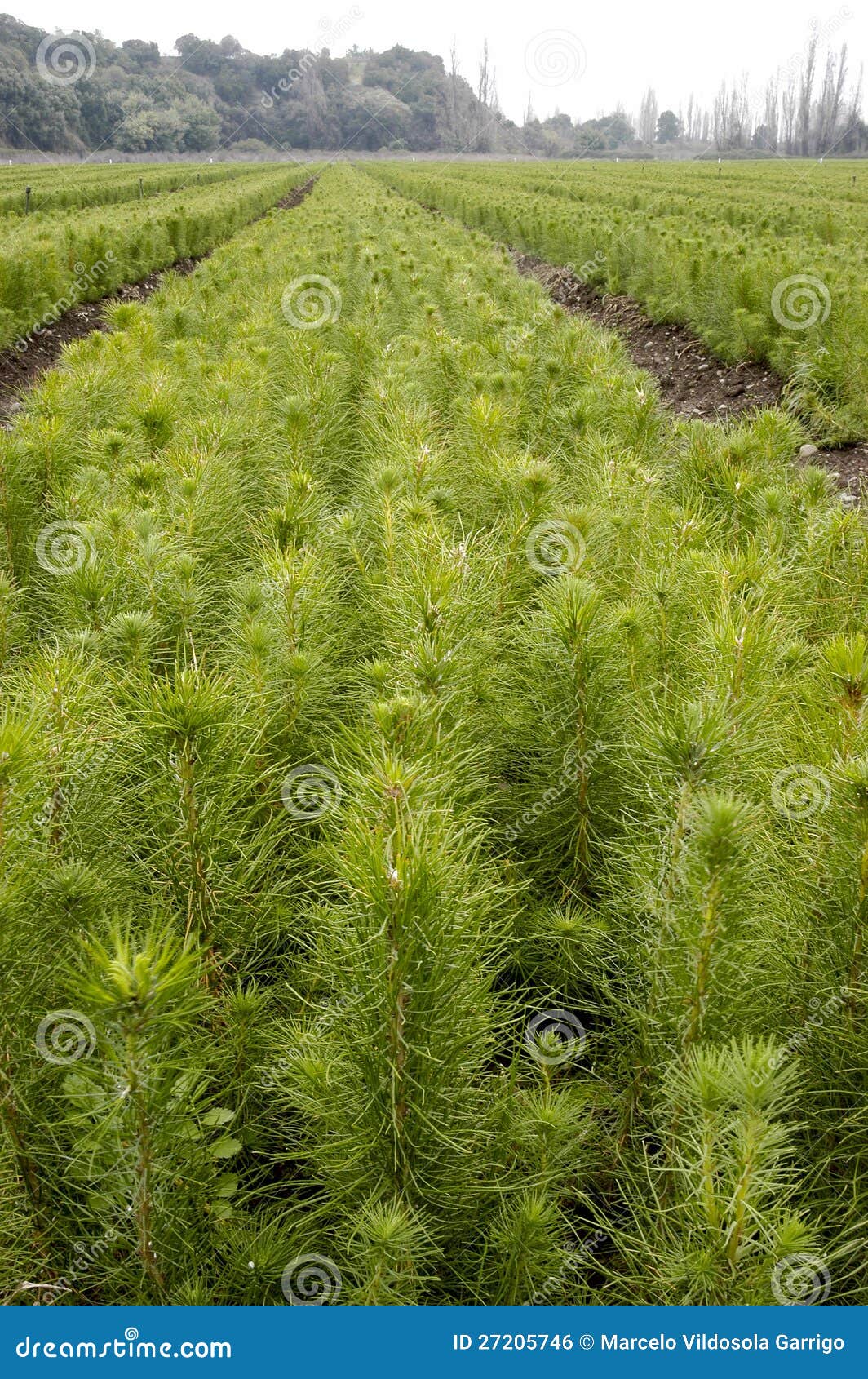 Pine stock photo. Image of field, pine, rows, arboreal - 27205746