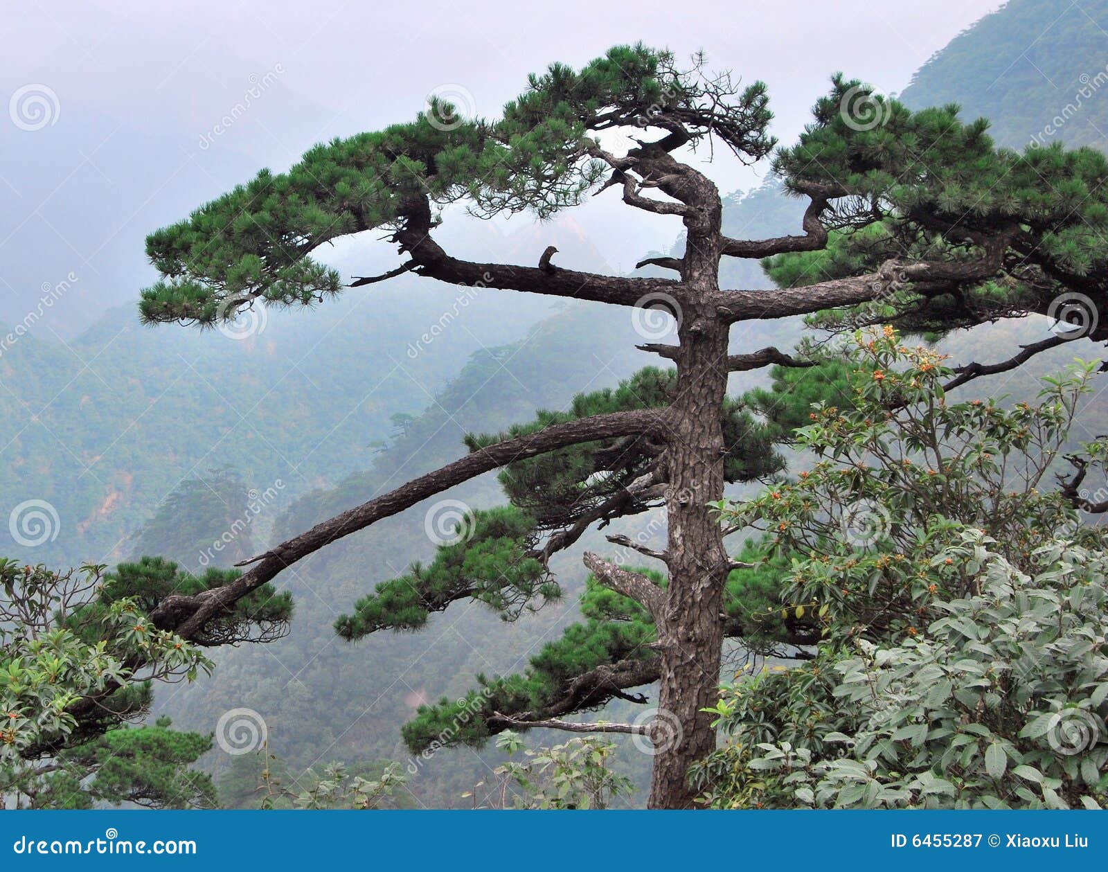 Pine stock image. Image of chinese, mountain, tree, nature - 6455287