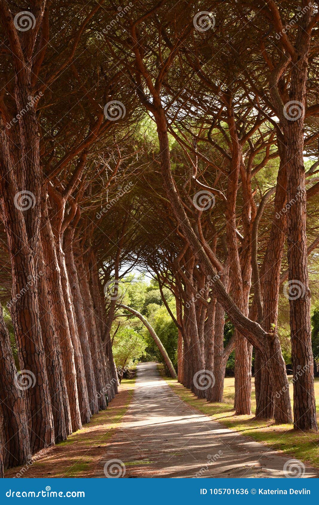 Pine Alley in Brijuni Island Stock Photo - Image of trees, shadow ...