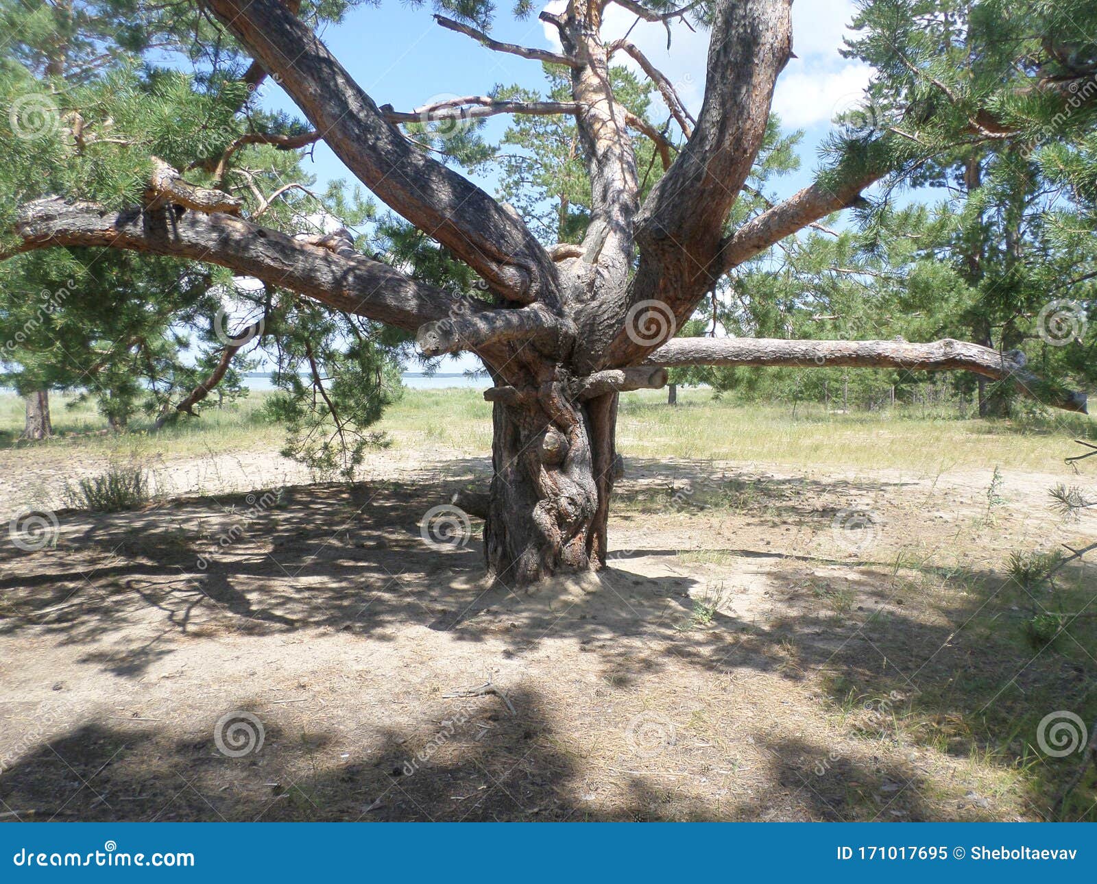Pine in the Anomalous Zone with a Bizarrely Ugly Trunk, Tree Mutant ...