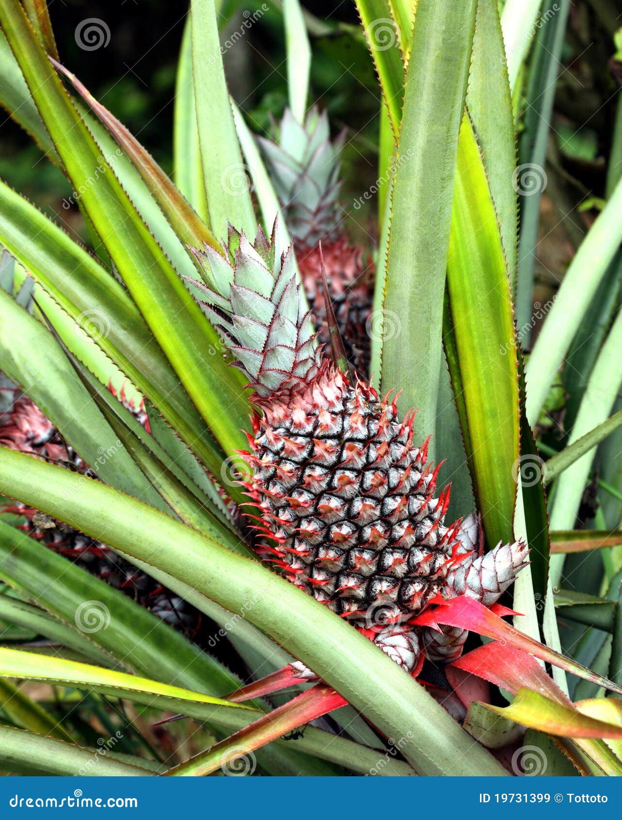 Pine-apple stock image. Image of fresh, farming, health - 19731399