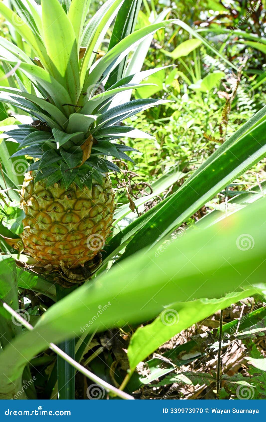 Pine Apple Growth Fresh on the Tree Stock Photo - Image of growth ...