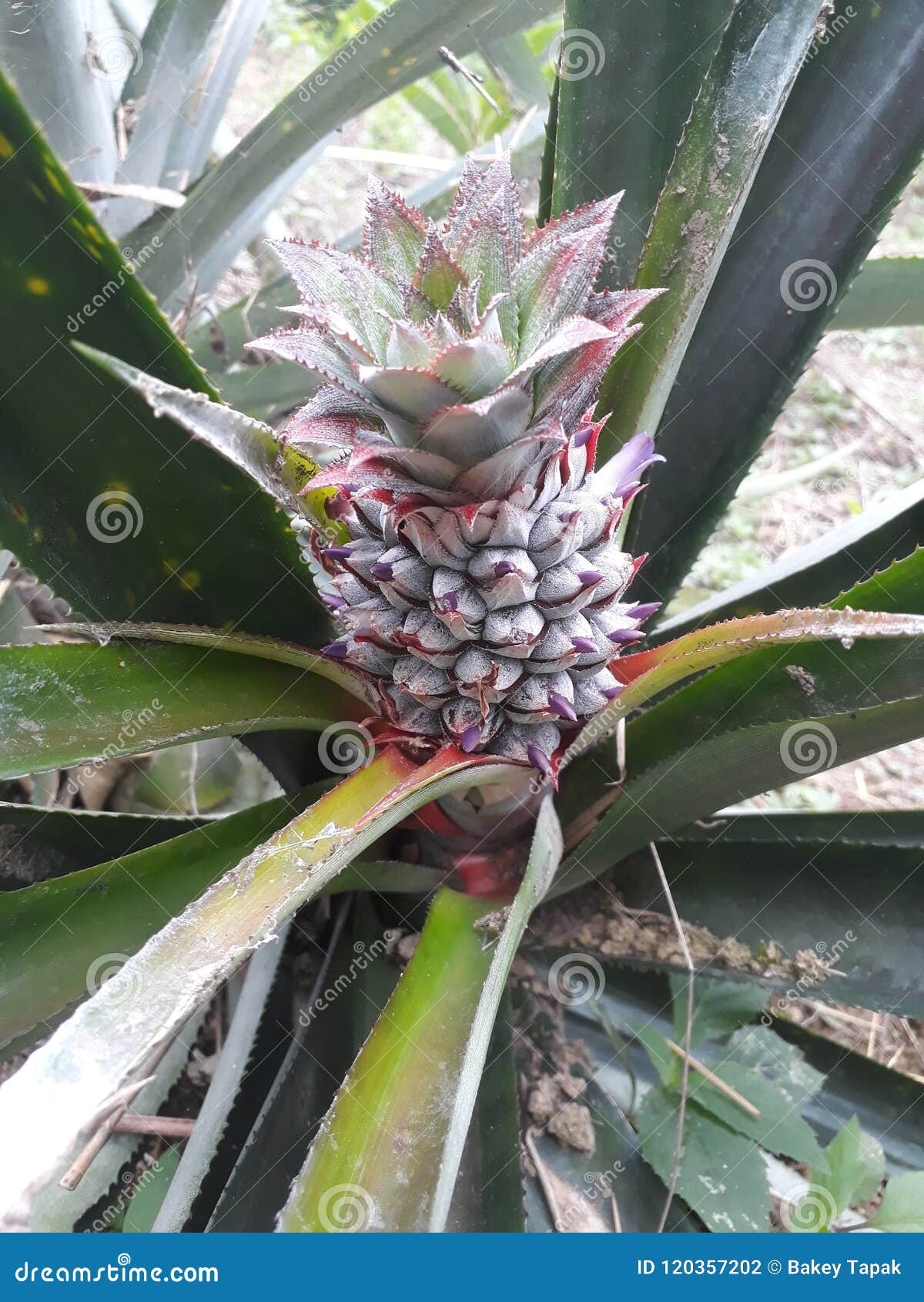Pine apple stock photo. Image of vitamine, pine, apple - 120357202