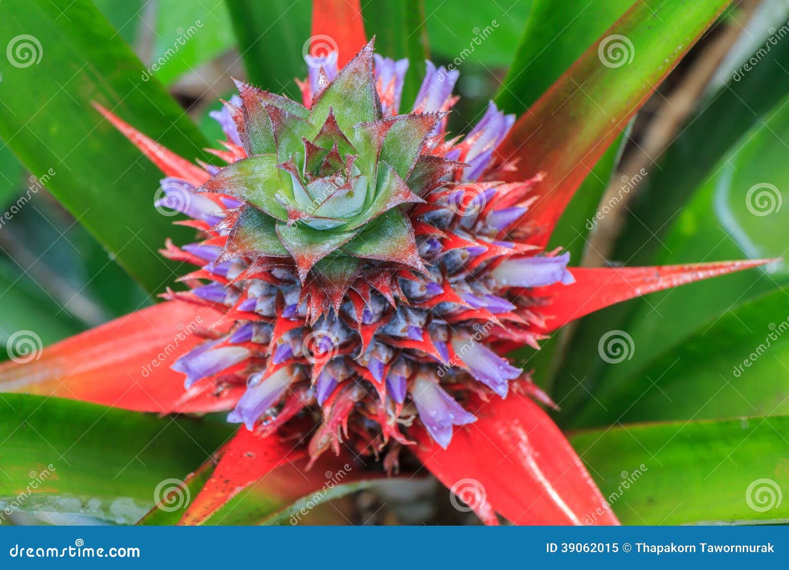Pine apple tree stock image. Image of outdoors, ripe - 39062015