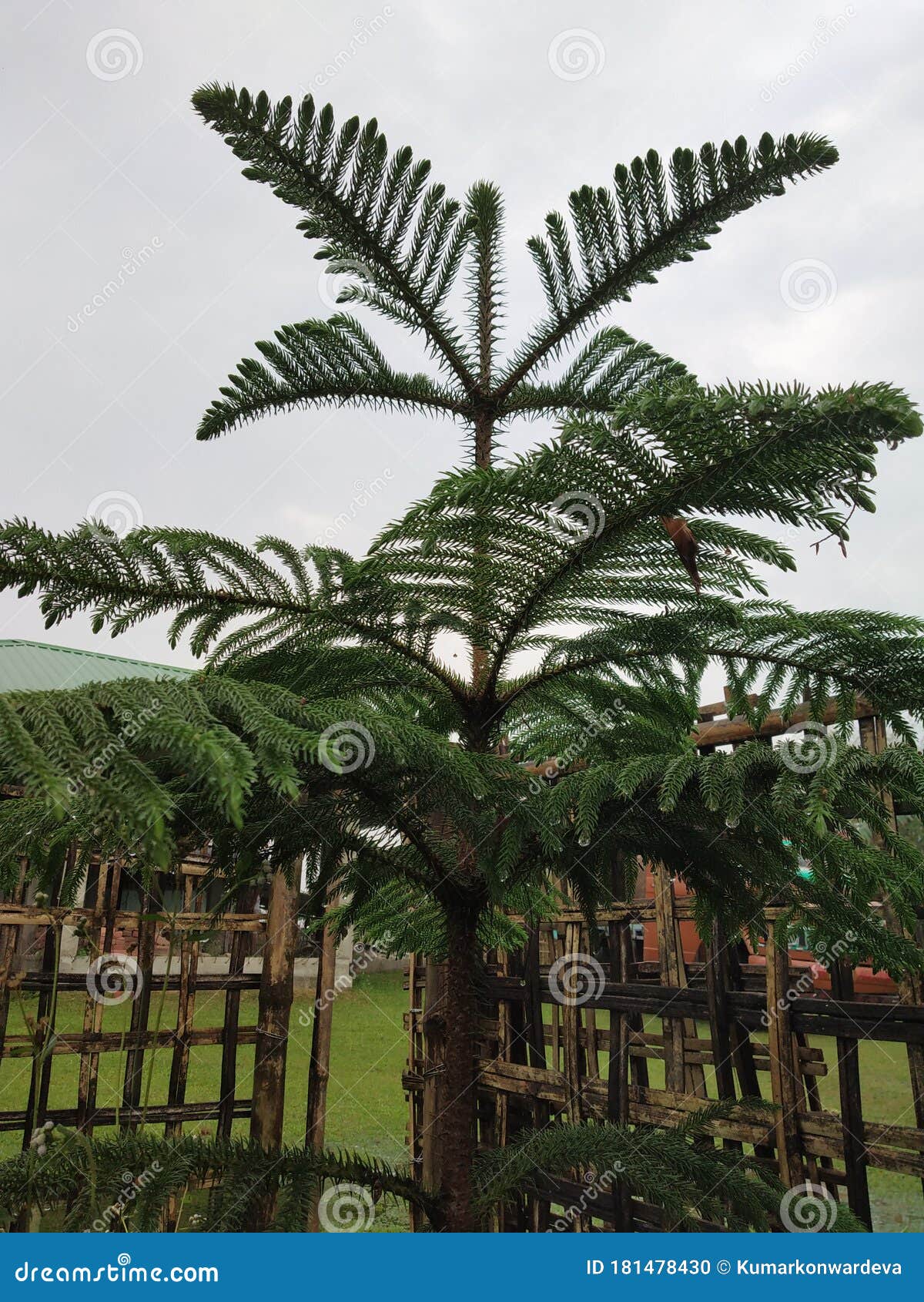 Pine in Assam stock photo. Image of asssam, nlover, sunset - 181478430