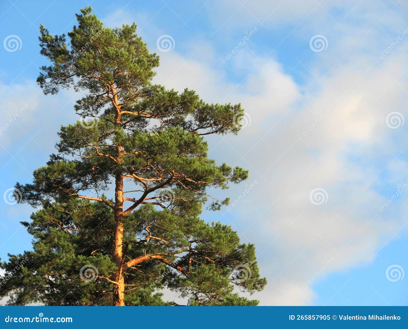 Pine on a Background of the Blue Sky Stock Image - Image of forest ...