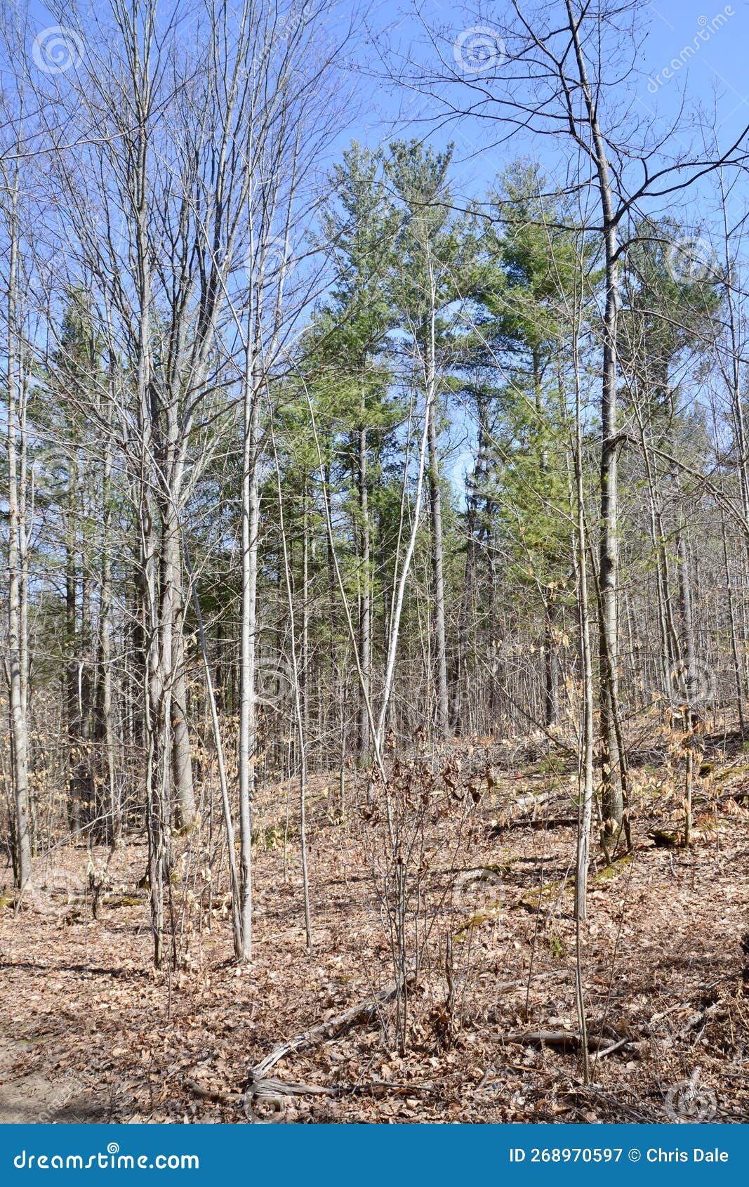 Pine and Bare Deciduous Trees Along Hickling Recreational Trail Stock ...