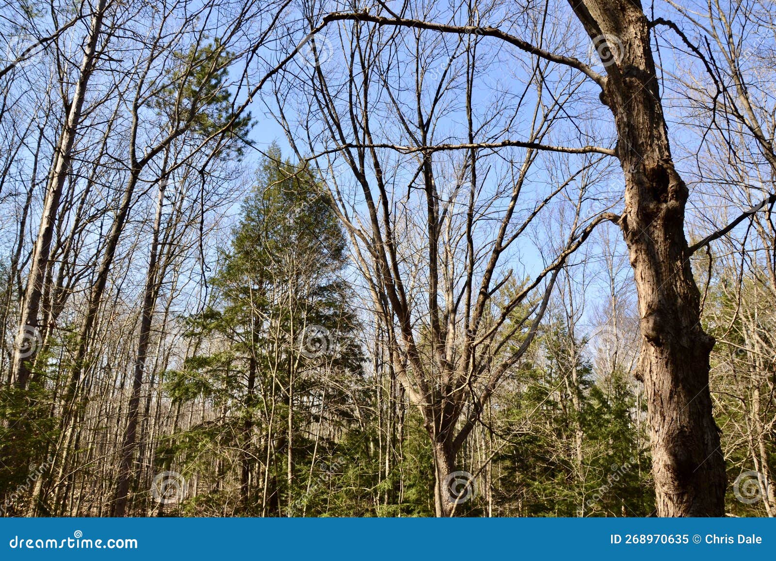 Pine and Bare Deciduous Trees Along Hickling Recreational Trail Stock ...