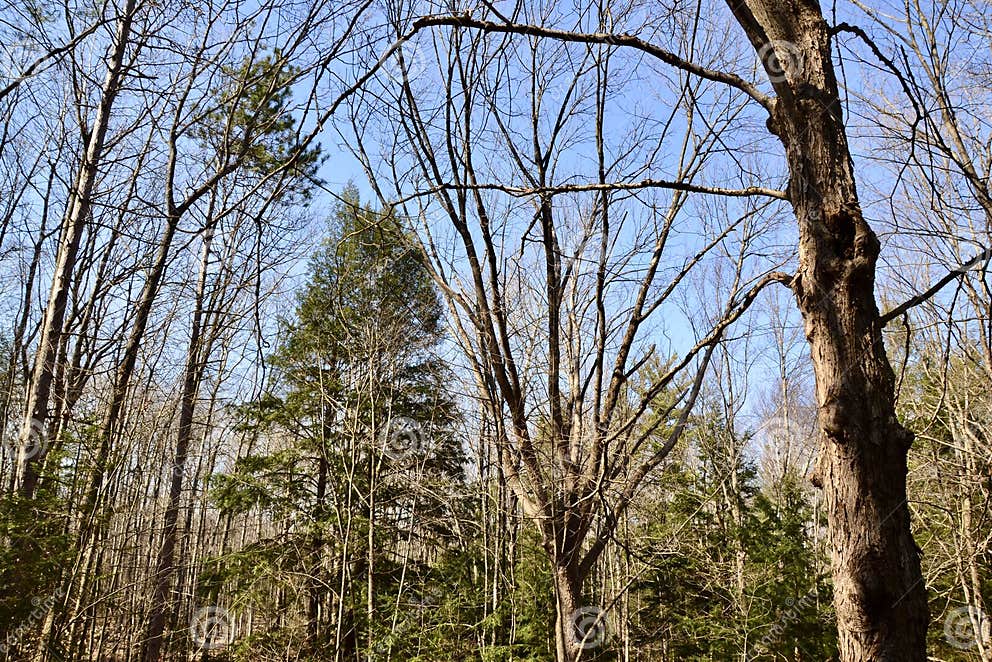 Pine and Bare Deciduous Trees Along Hickling Recreational Trail Stock ...
