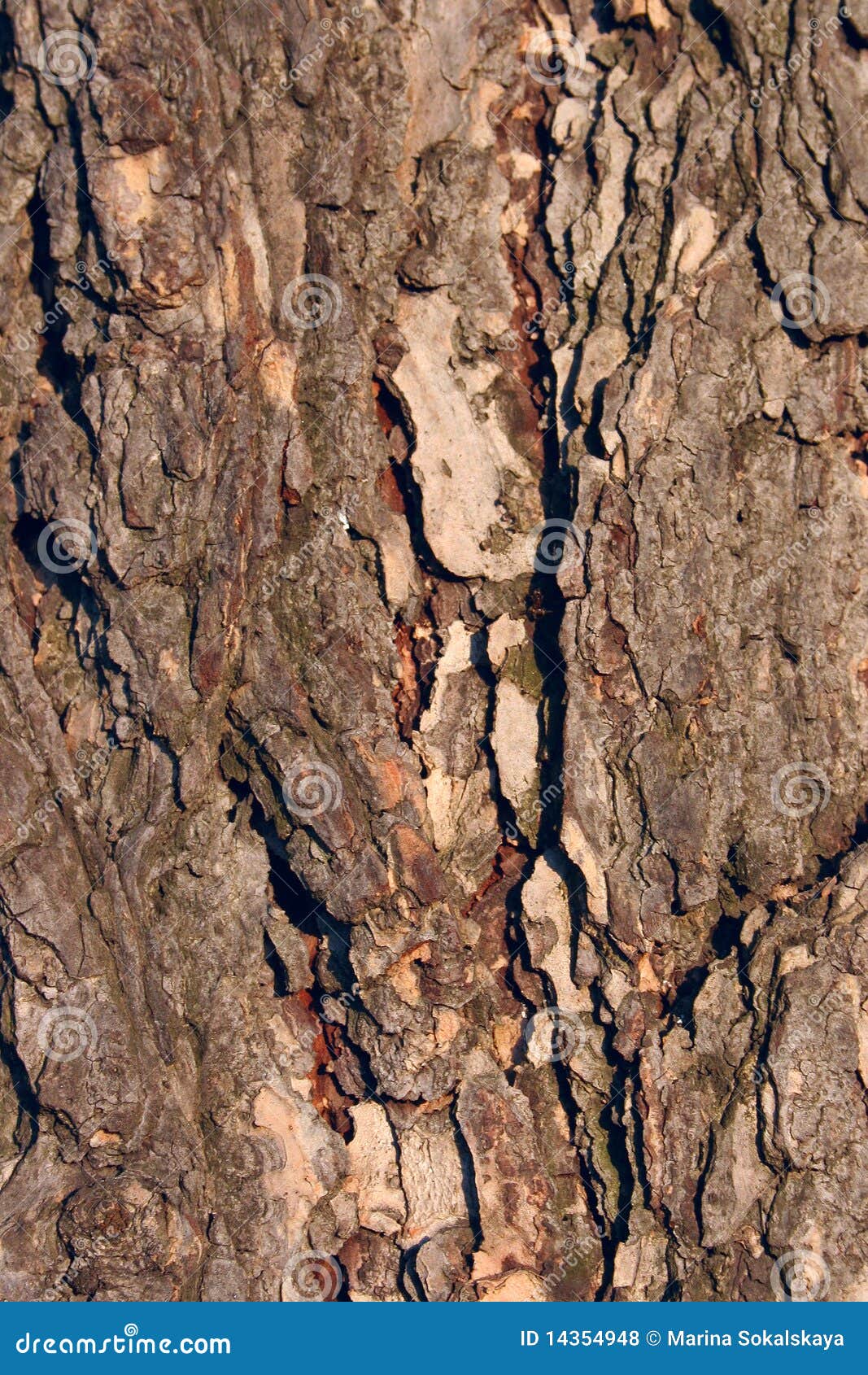 Pine bark stock photo. Image of forest, wallpaper, evergreen - 14354948