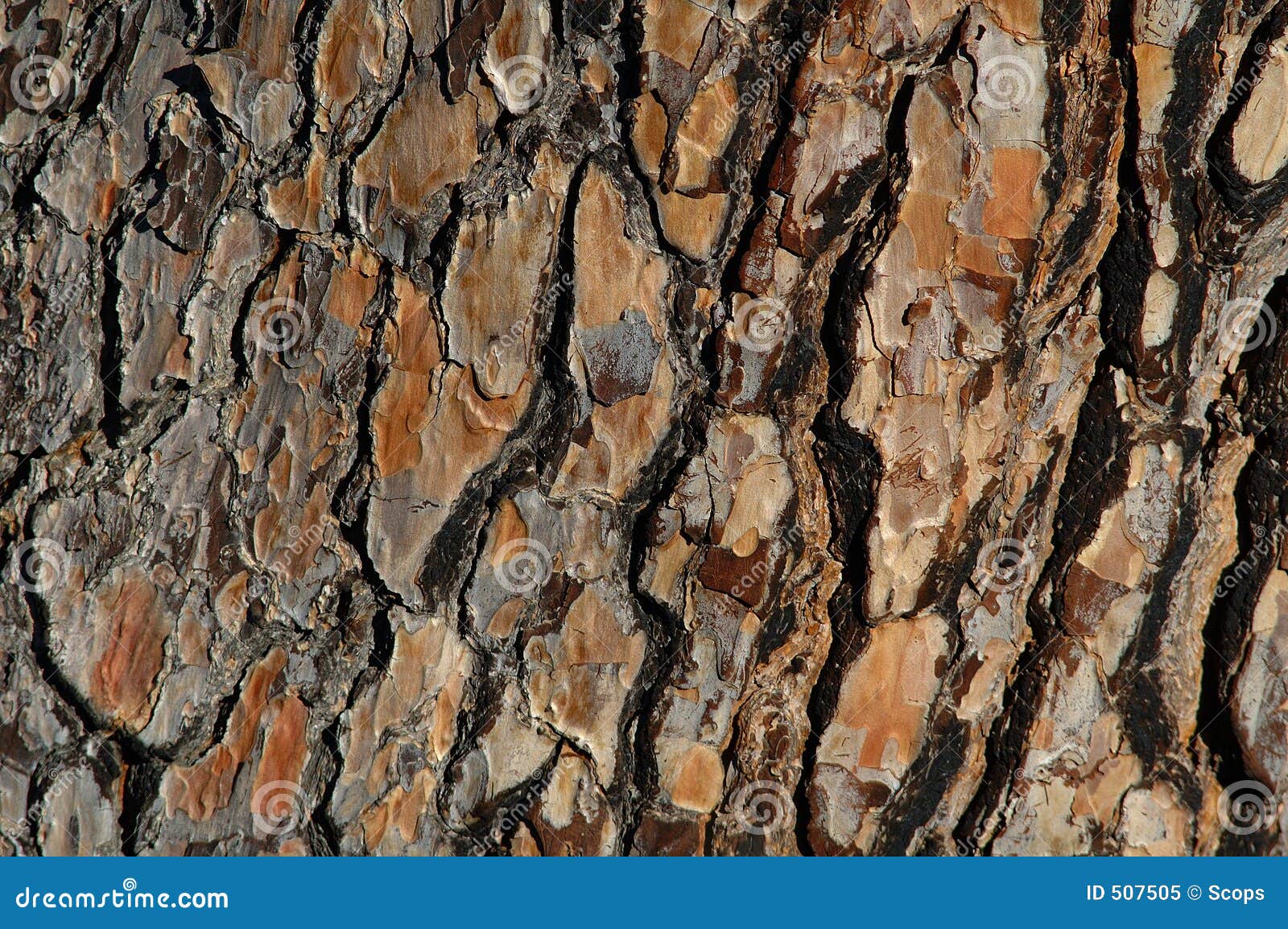 Pine bark stock image. Image of leaf, evergreen, pattern - 507505