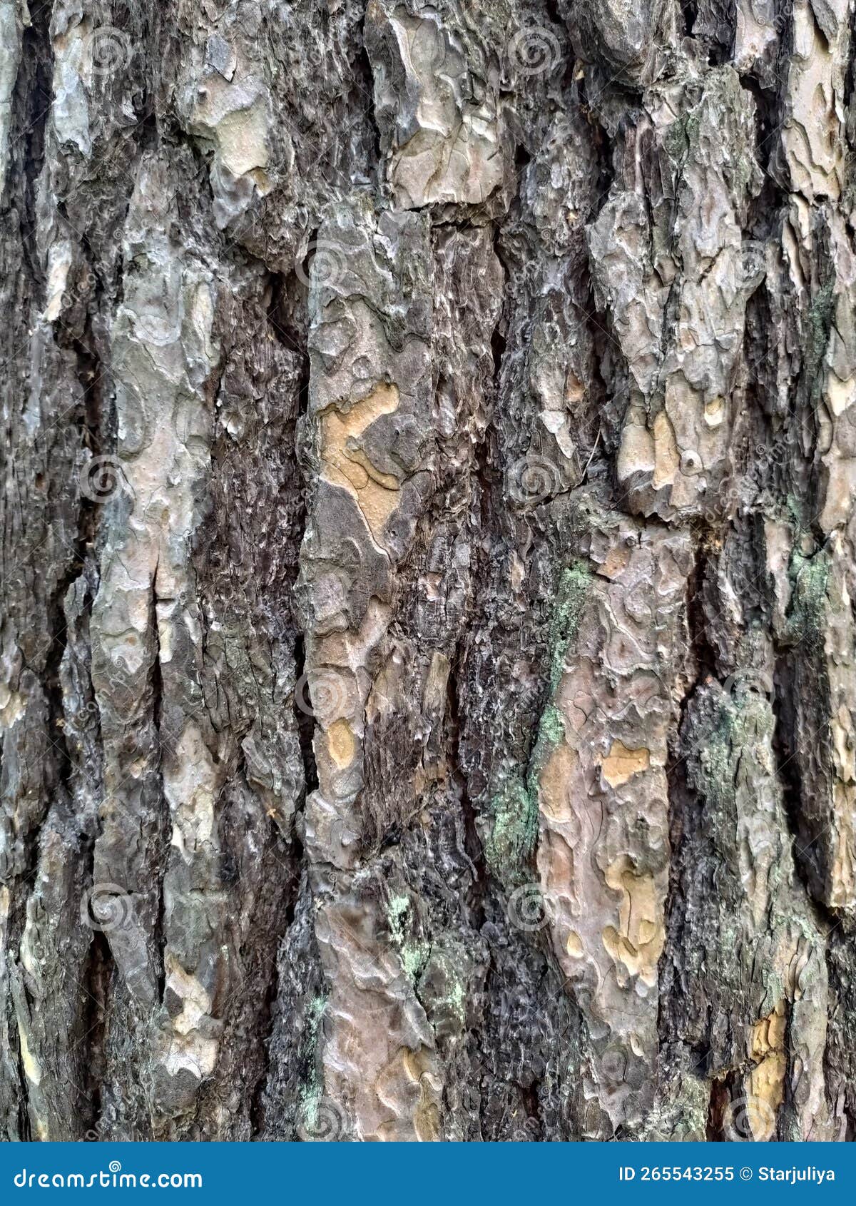 Tree bark stock image. Image of bark, wood, grey, nature - 265543255