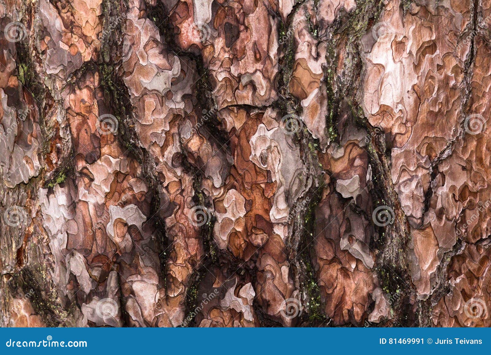 Pine bark stock image. Image of plant, background, bark - 81469991