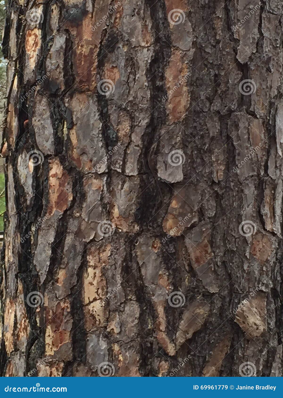 Pine Bark stock image. Image of chunk, feet, tree, diameter - 69961779