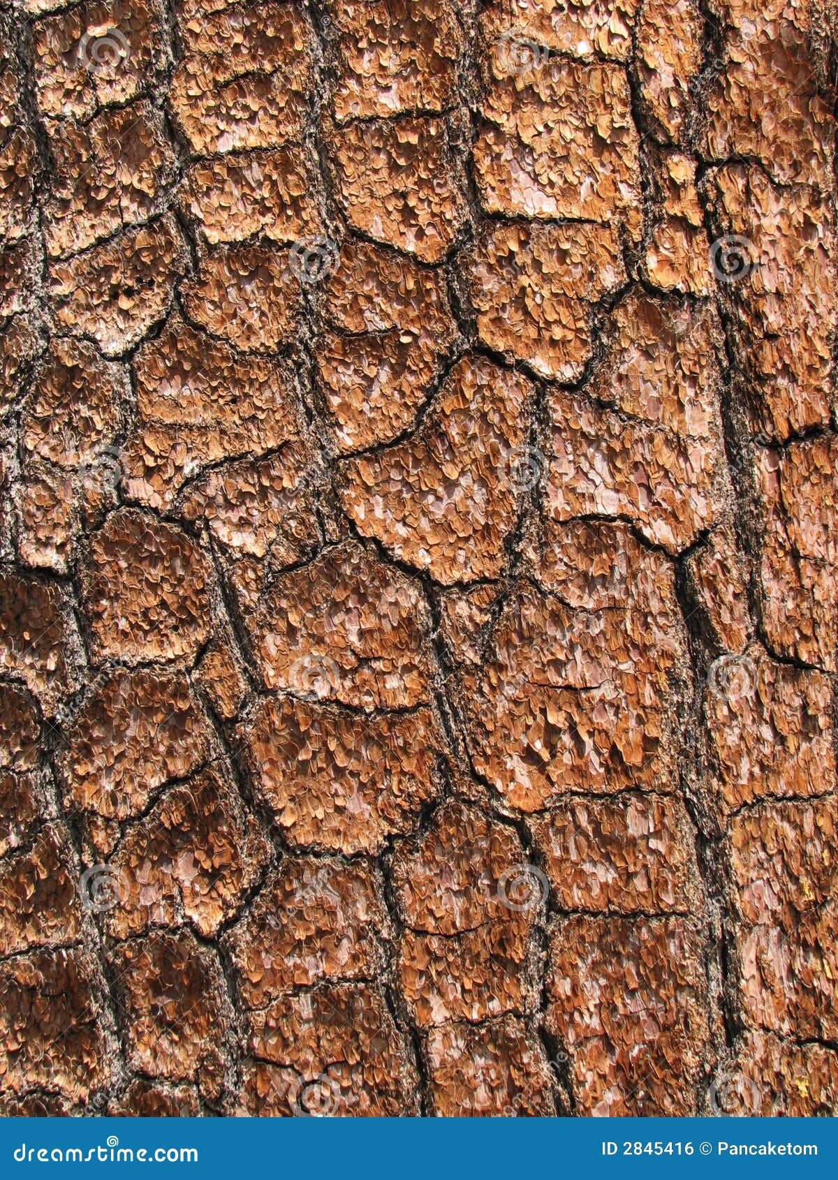 Pine bark detail stock photo. Image of bark, detail, background - 2845416
