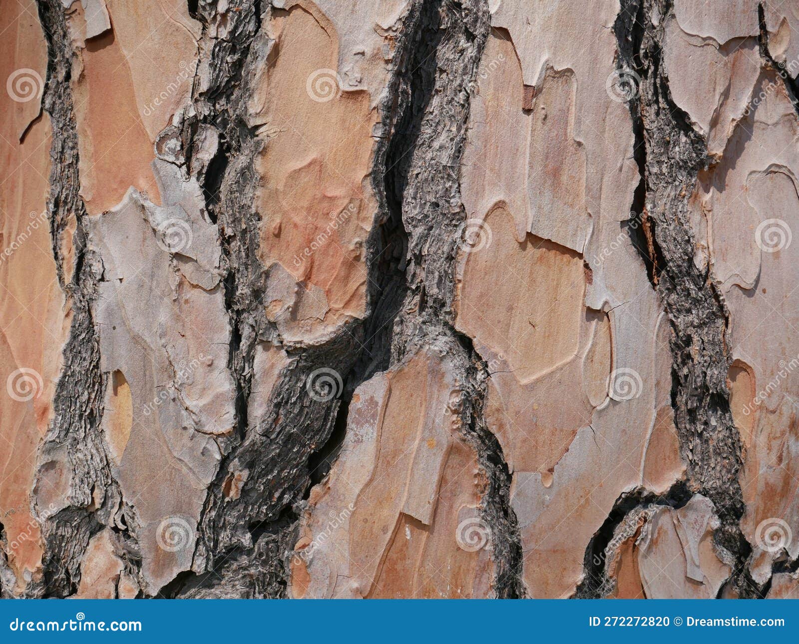 Pine Bark Detail Background Rich in Color and Texture Stock Photo ...