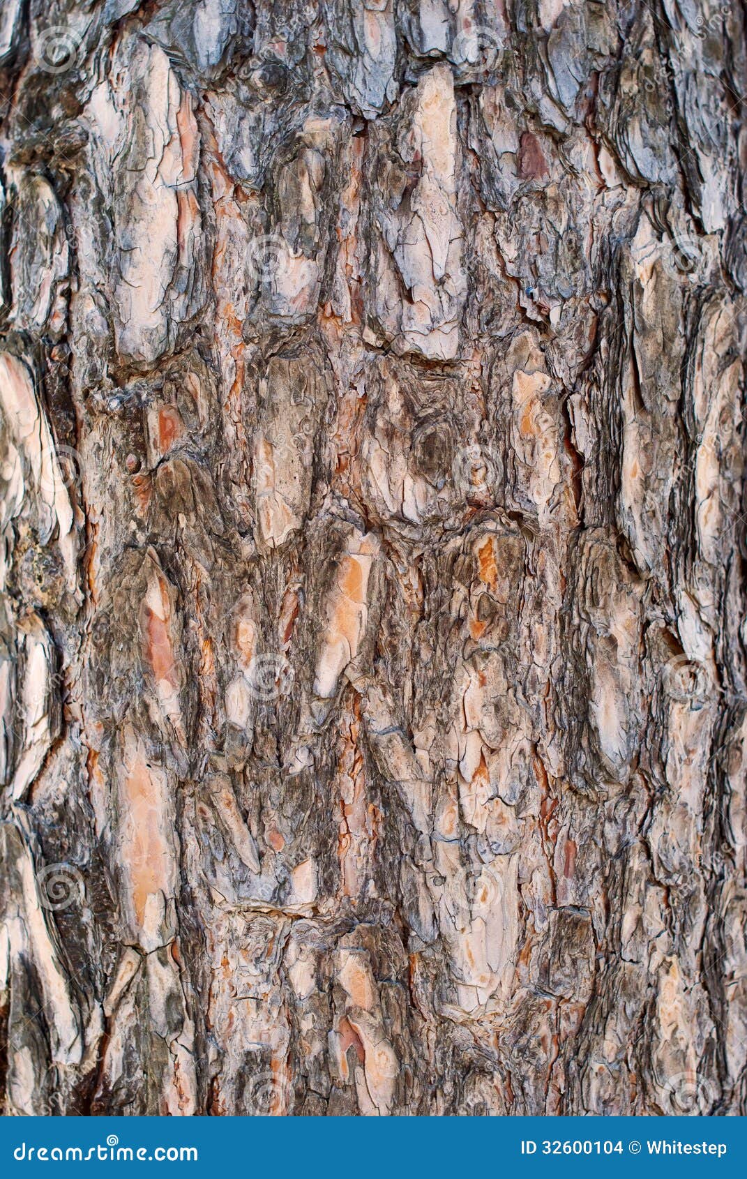 Pine Bark stock photo. Image of macro, level, tree, trunk - 32600104
