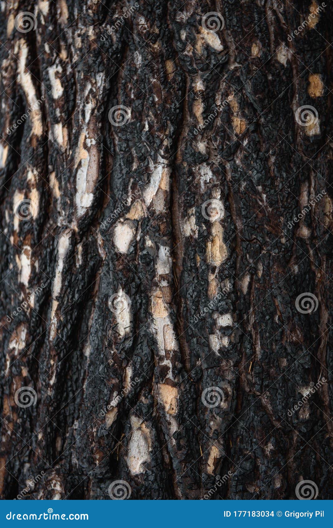 Pine bark after fire stock photo. Image of black, abstract - 177183034