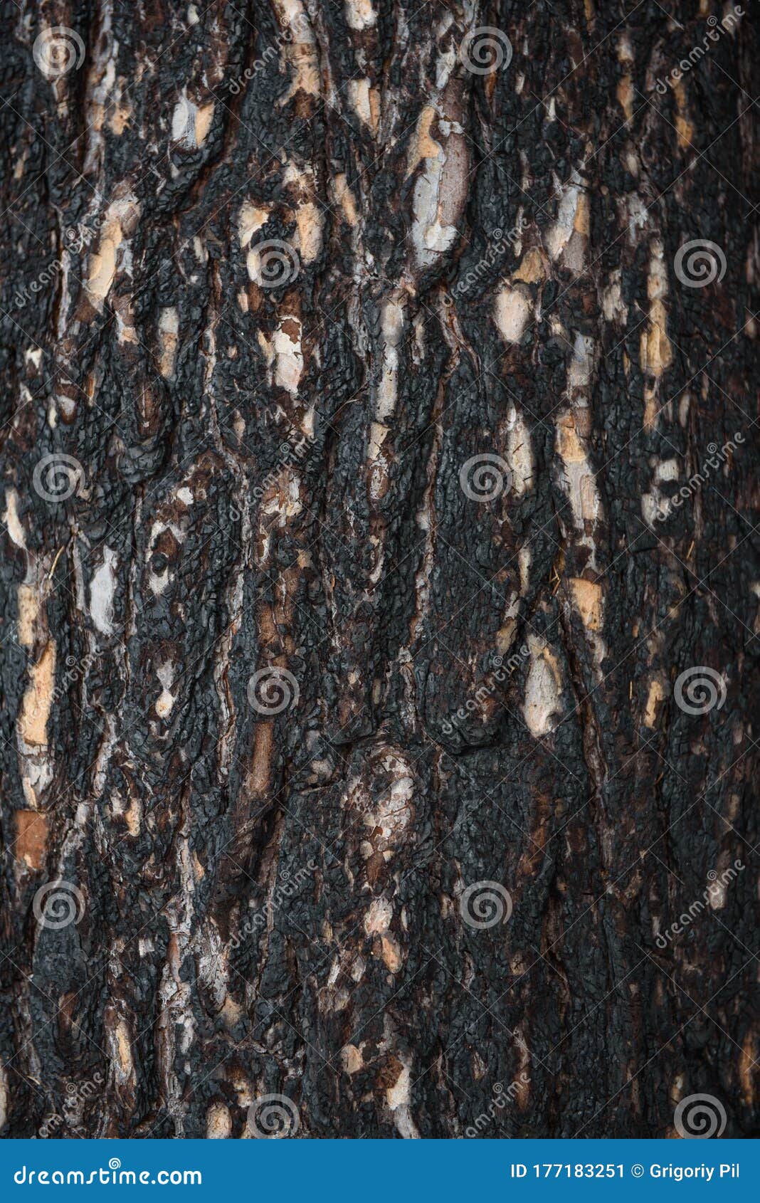 Pine bark after fire stock image. Image of design, black - 177183251
