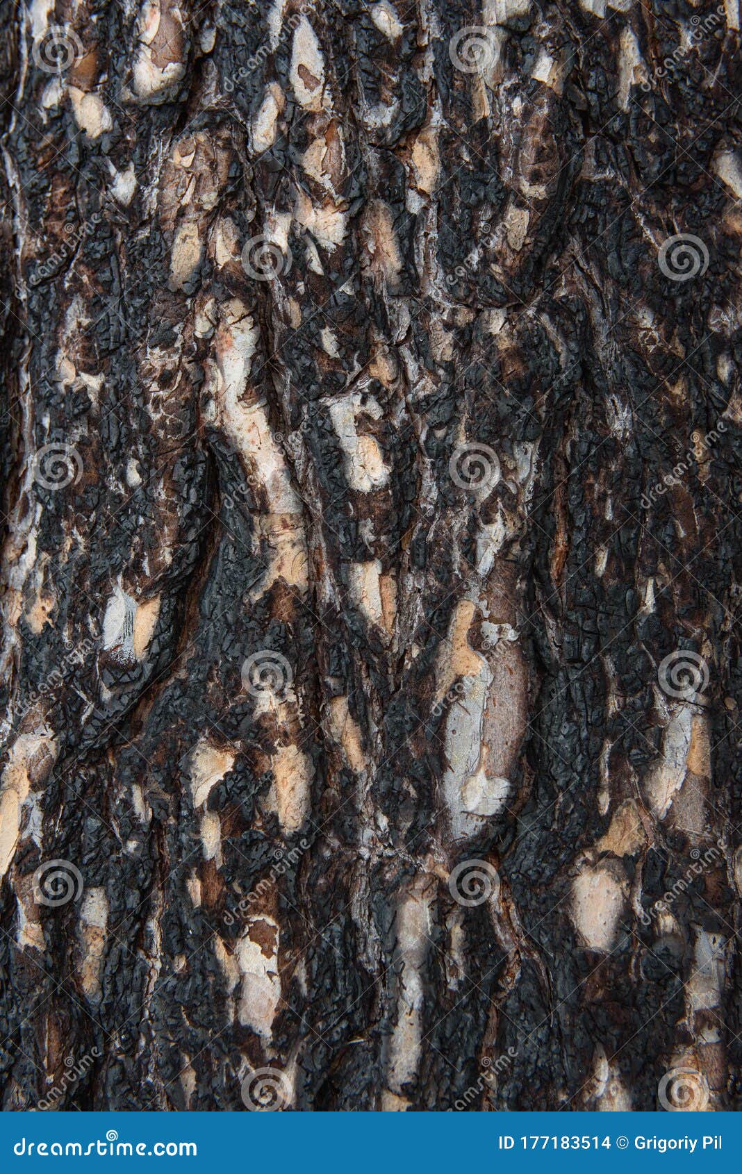 Pine bark after fire stock photo. Image of colour, macro - 177183514