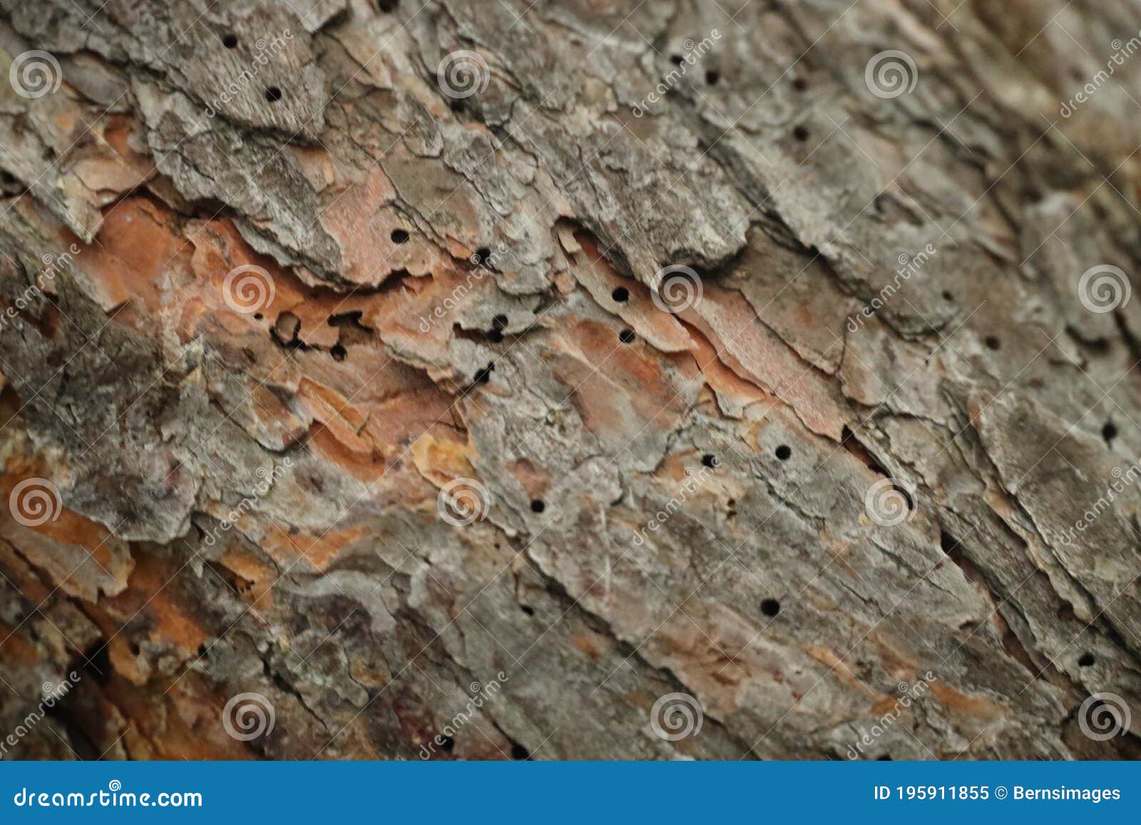 Pine Bark Infested by Beetles Stock Image - Image of resin, pestilence ...