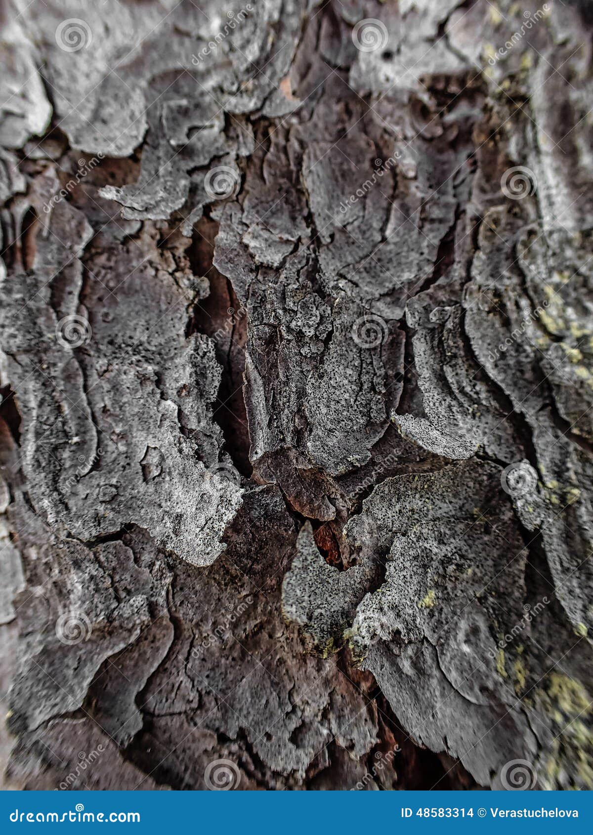 Pine bark - macro detail stock photo. Image of forest - 48583314
