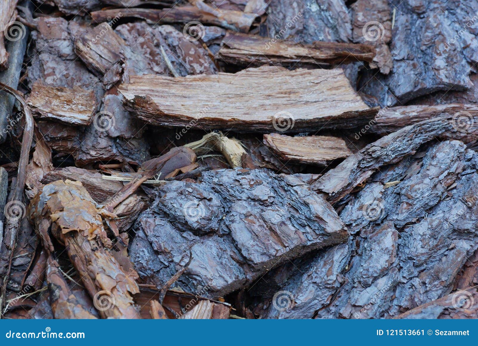 Pine Bark Pieces of Bark Close-up Stock Image - Image of tree, close ...