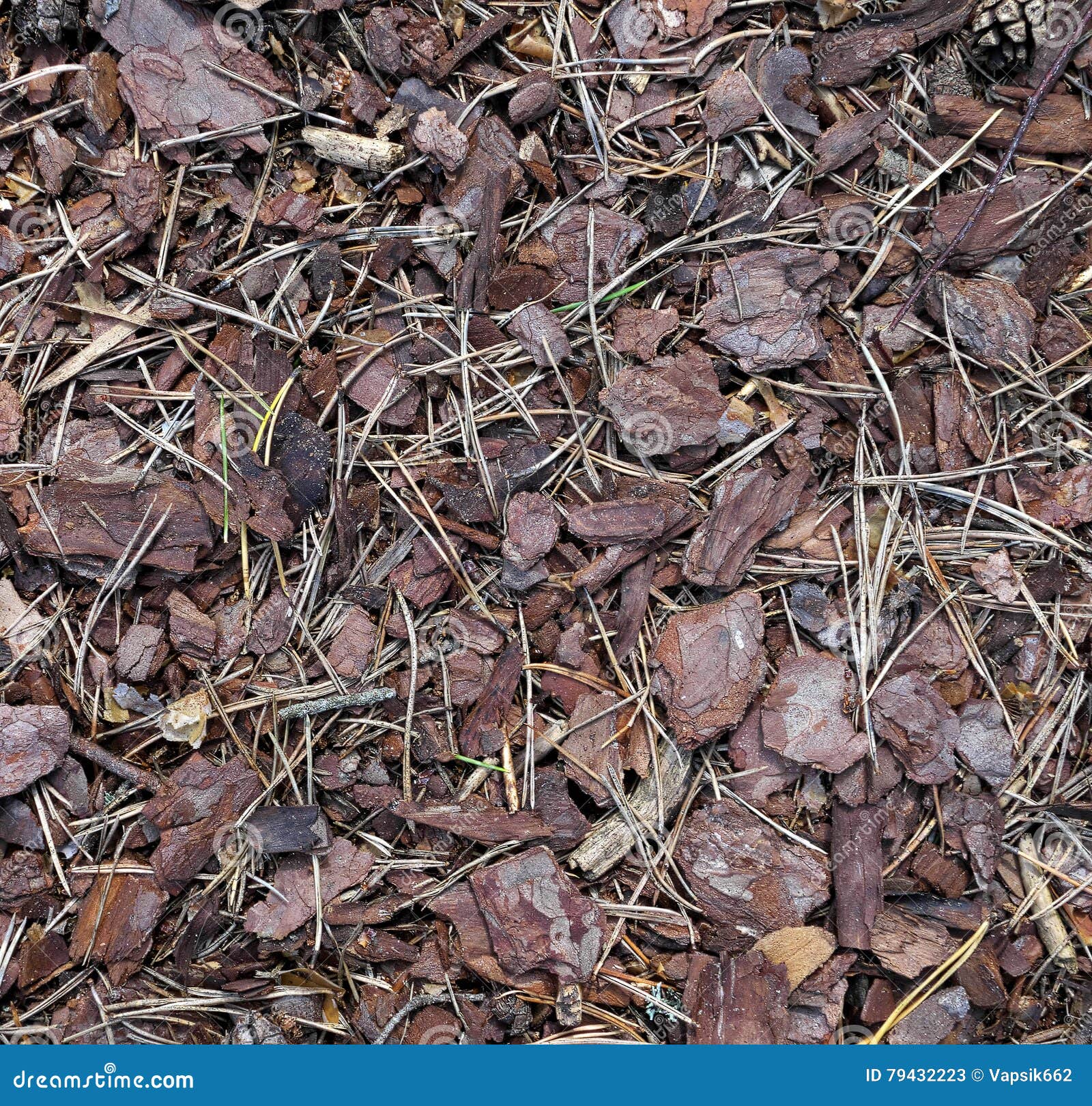 Pine bark. stock image. Image of floor, environment, forest - 79432223