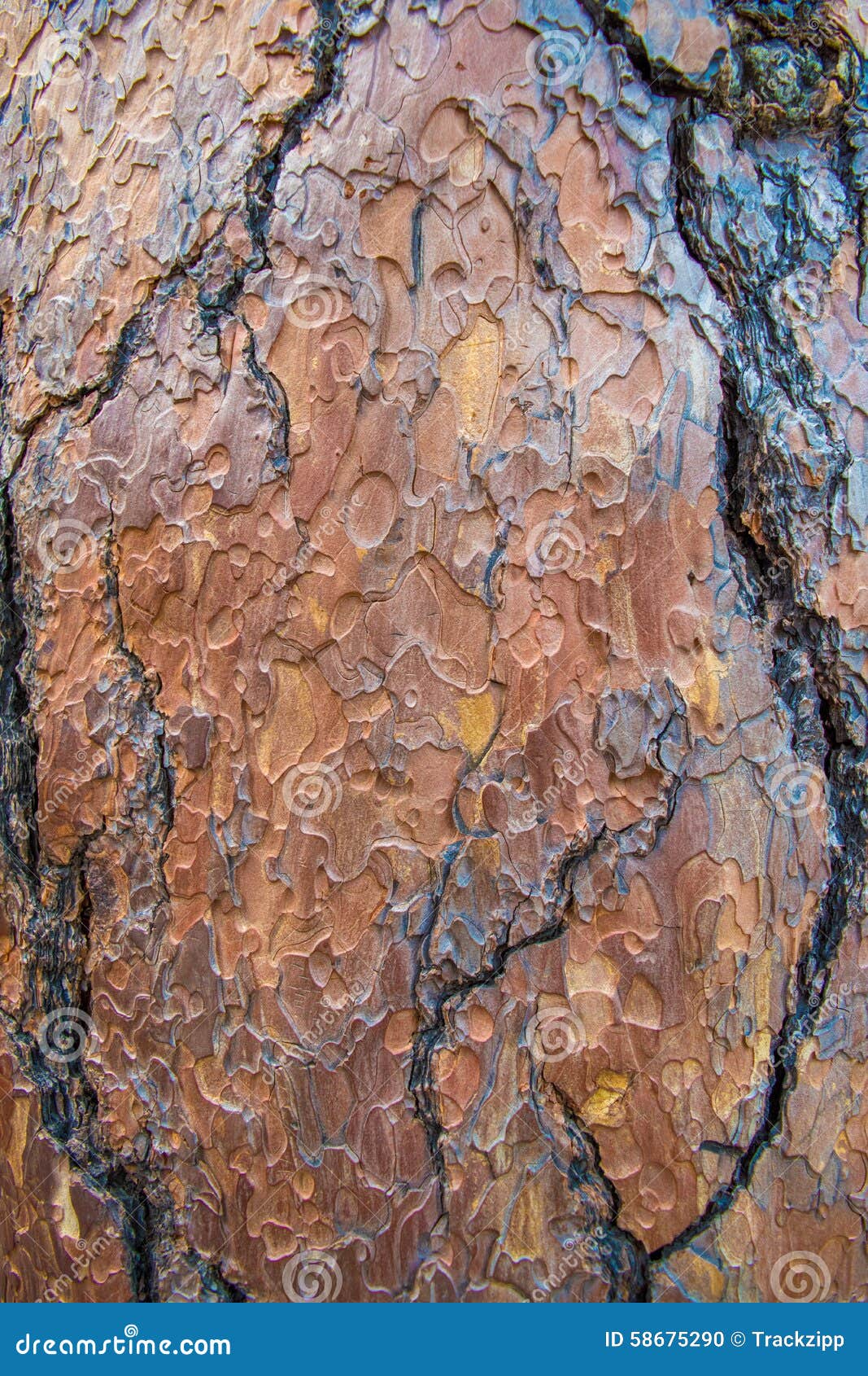 Pine Bark stock photo. Image of closeup, crimean, branches - 58675290