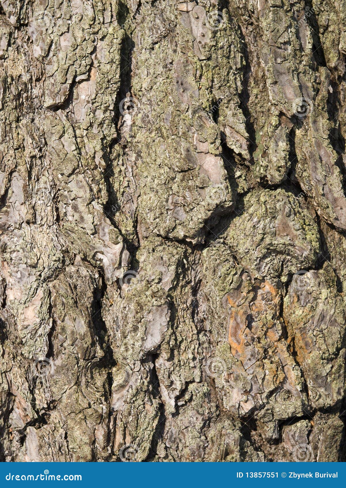 Pine bark texture stock image. Image of wood, texture - 13857551
